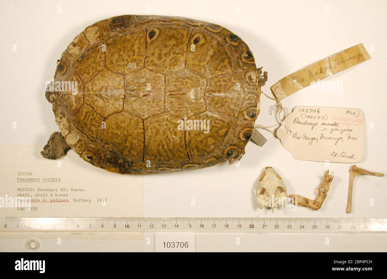 Trachemys gaigeae hartwegi. 2 Oct 20181 Stock Photo - Alamy