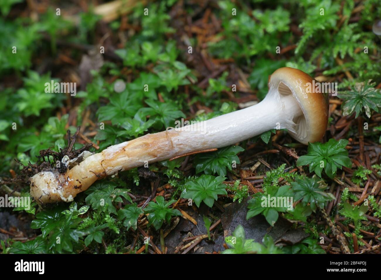 Cortinarius collinitus, known as the Blue-Girdled Webcap, wild ...