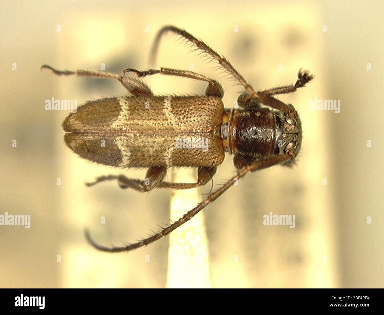 Javana hi-res stock photography and images - Alamy