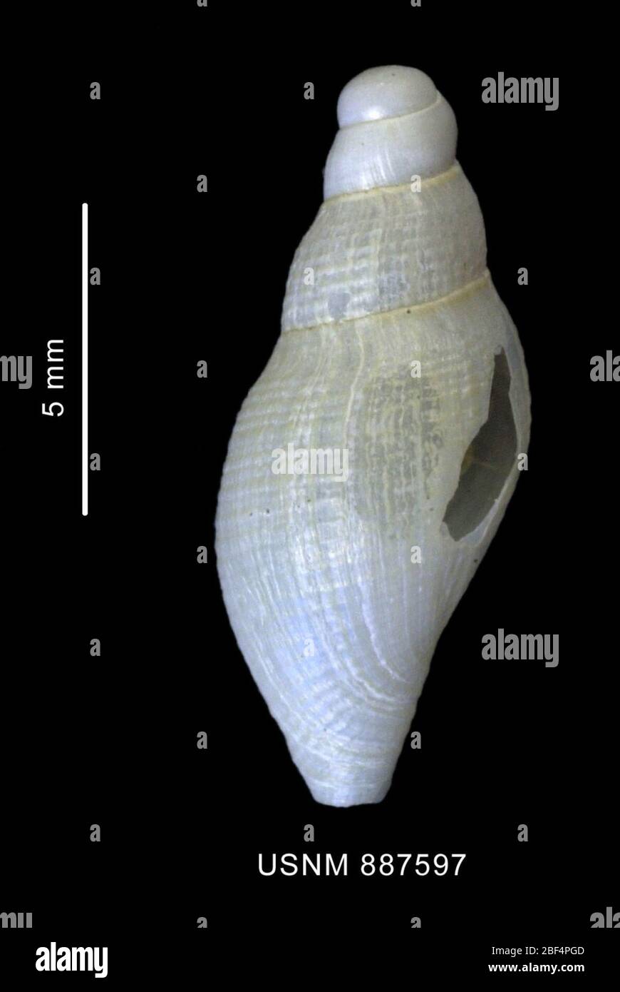 Innocens hi-res stock photography and images - Alamy