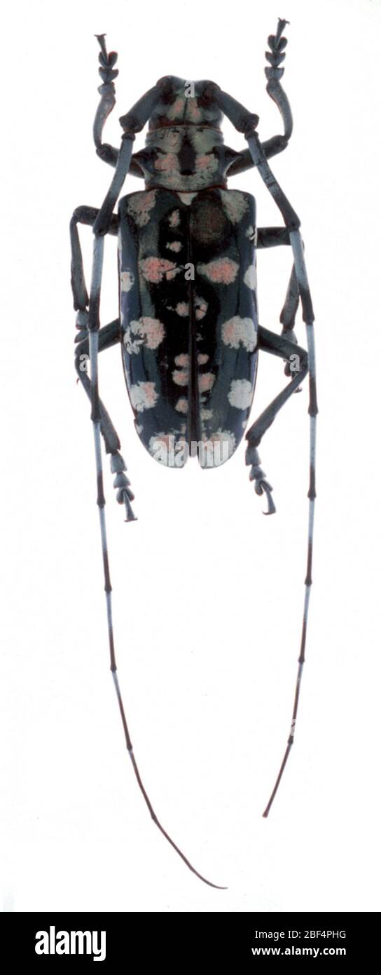 Anoplophora High Resolution Stock Photography and Images - Alamy