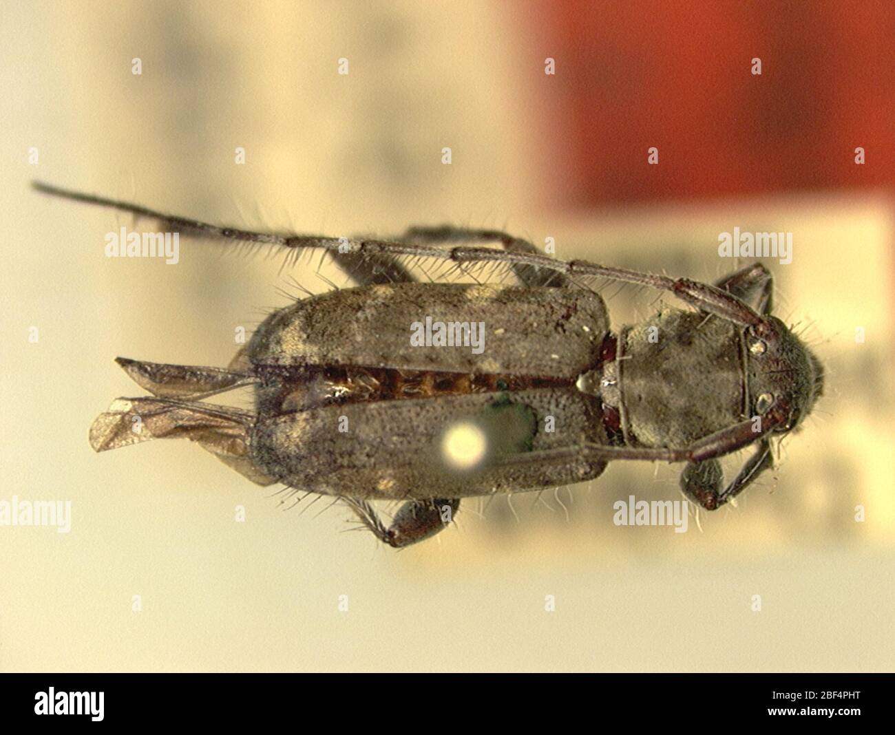 Fumosus hi-res stock photography and images - Alamy