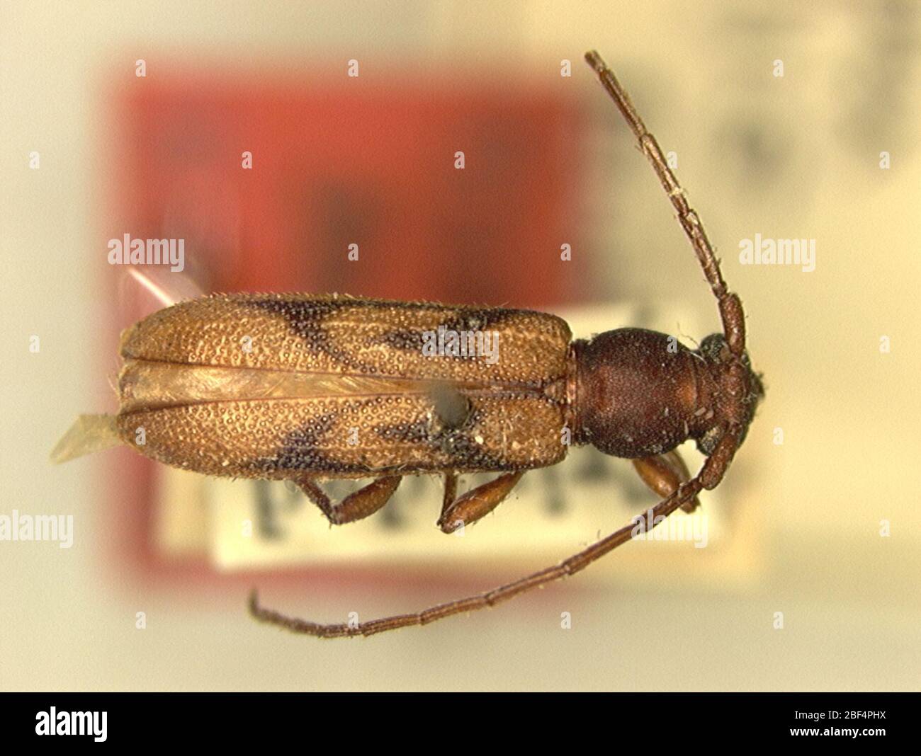 Haruspex hi-res stock photography and images - Alamy