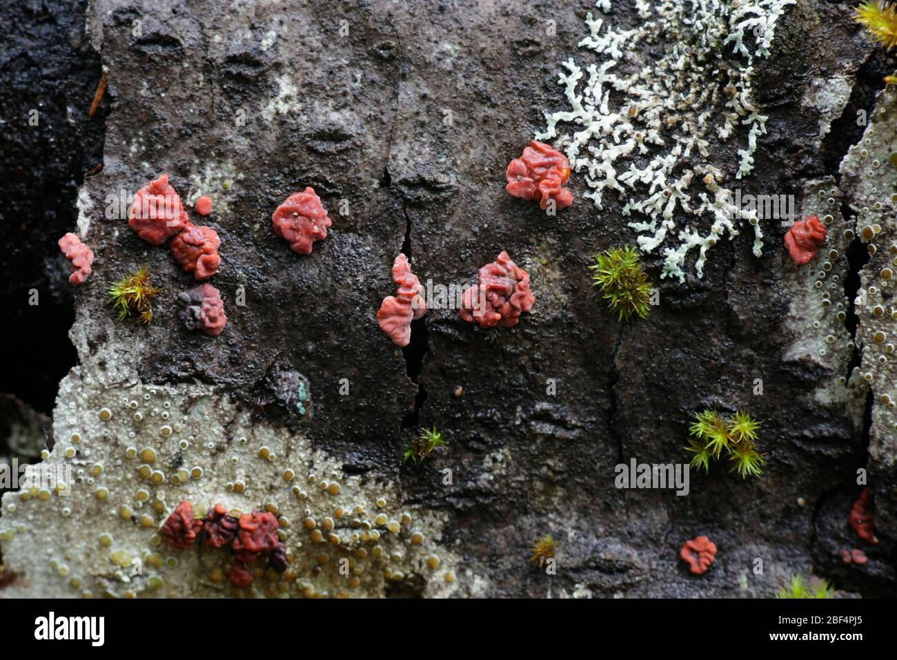 Red tree brain fungus, Peniophora rufa Stock Photo - Alamy