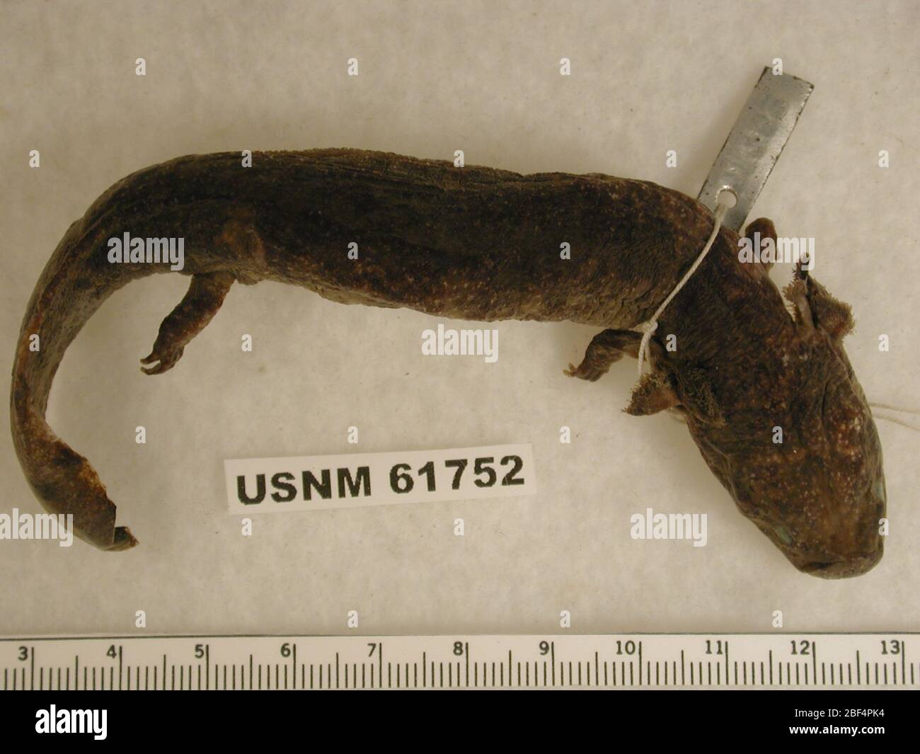 Necturus hi-res stock photography and images - Alamy