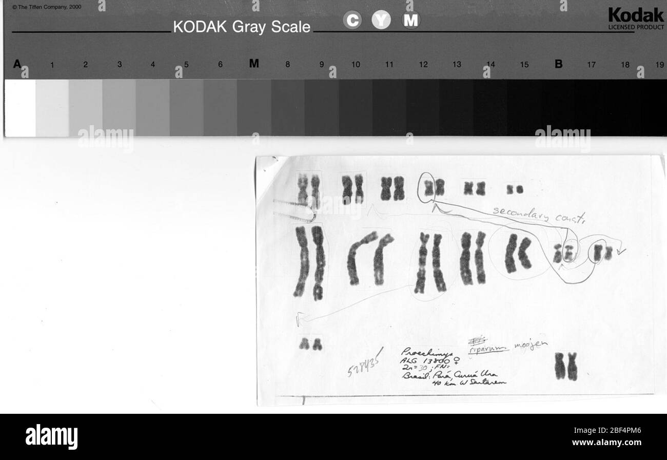 Proechimys roberti. 3 Dec 20191 Stock Photo - Alamy