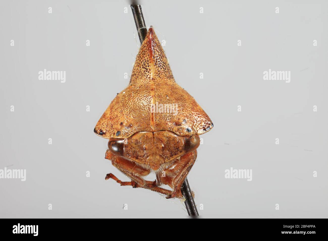 Telamona hi-res stock photography and images - Alamy