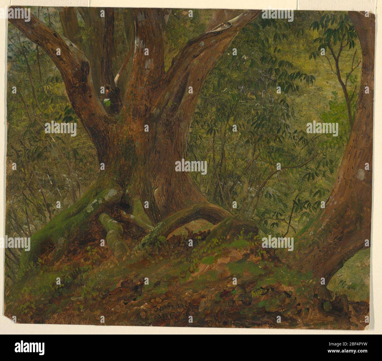 In the woods Jamaica. The lower trunks of two trees are shown against a ...