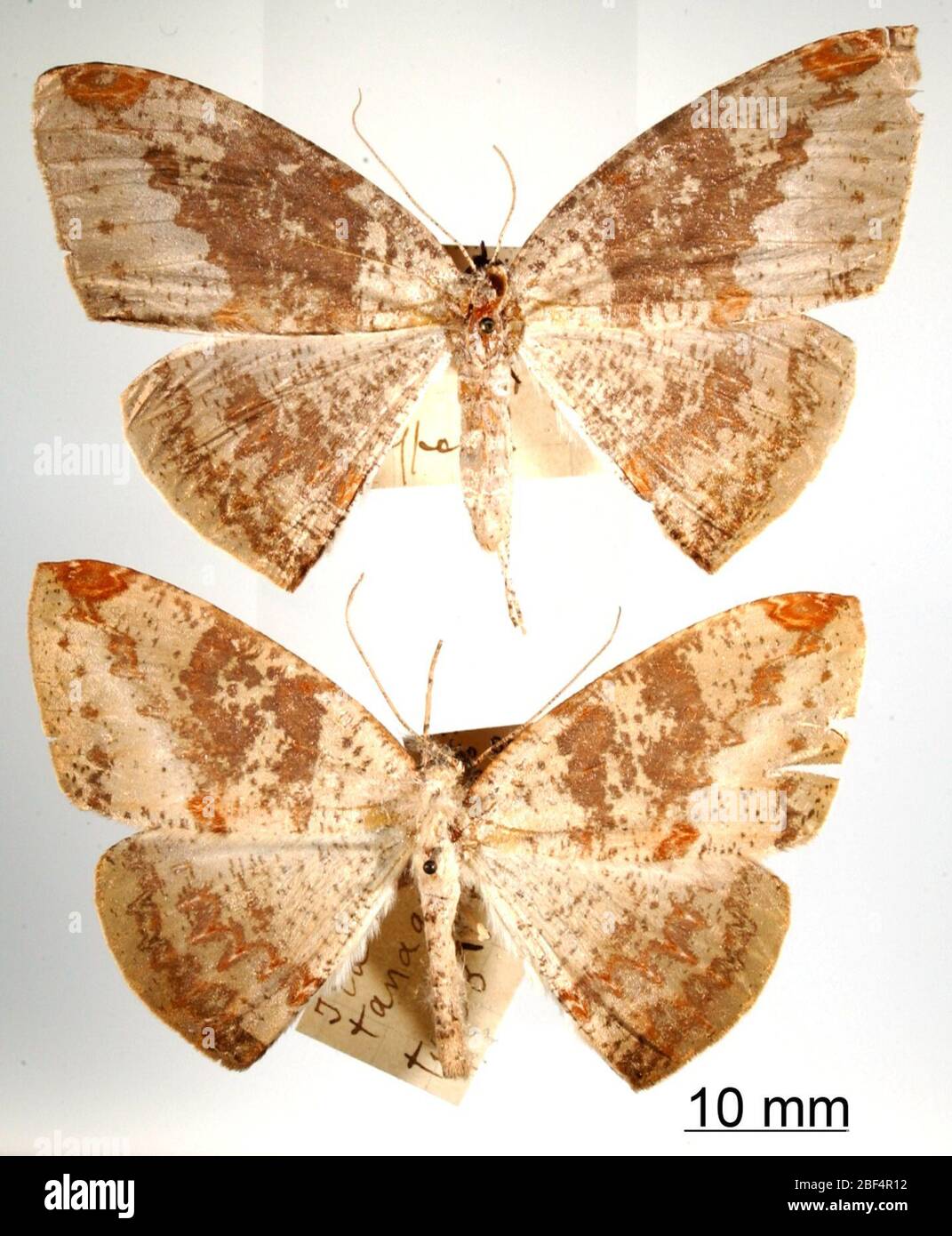 Tanagra species hi-res stock photography and images - Alamy