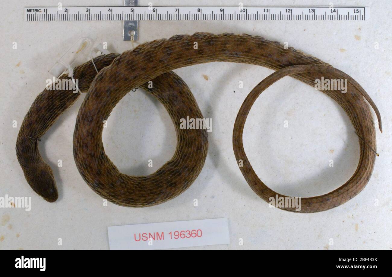 Helicops hi-res stock photography and images - Alamy