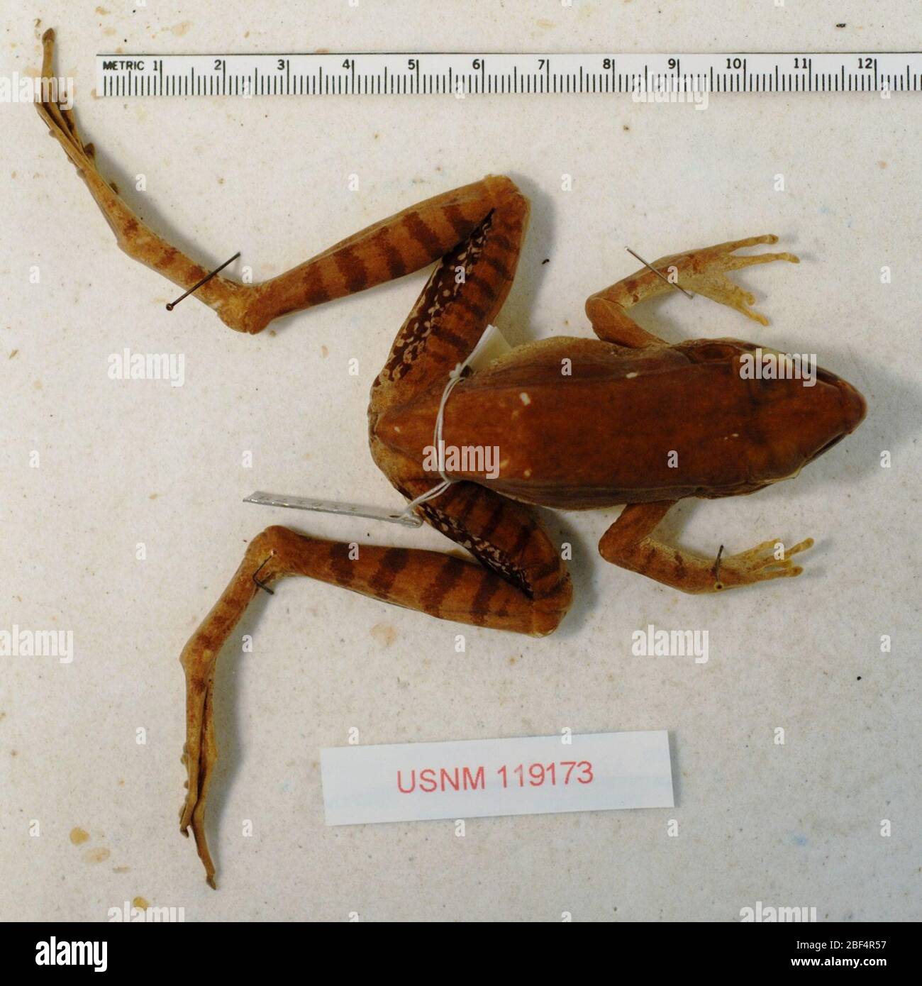 Hylarana milneana. 1 Oct 20181 Stock Photo - Alamy