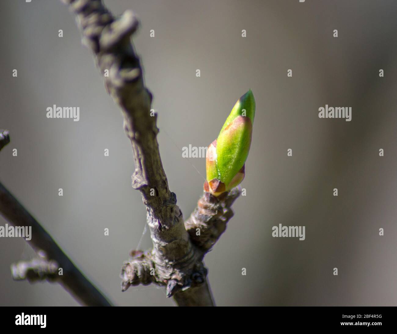 Tree's branch starting to bloom, small plant buds in early spring ...