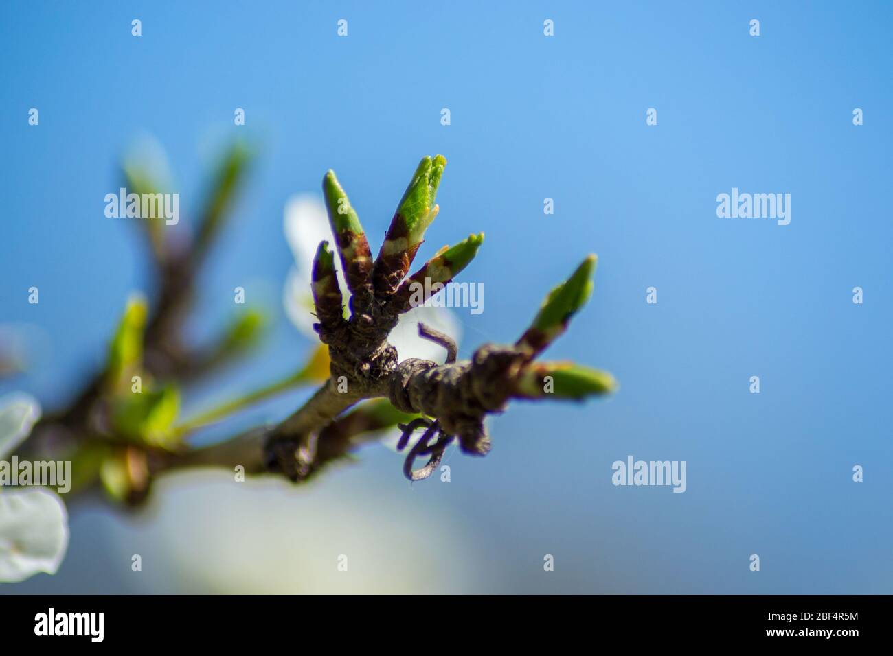Tree's branch starting to bloom, small plant buds in early spring ...