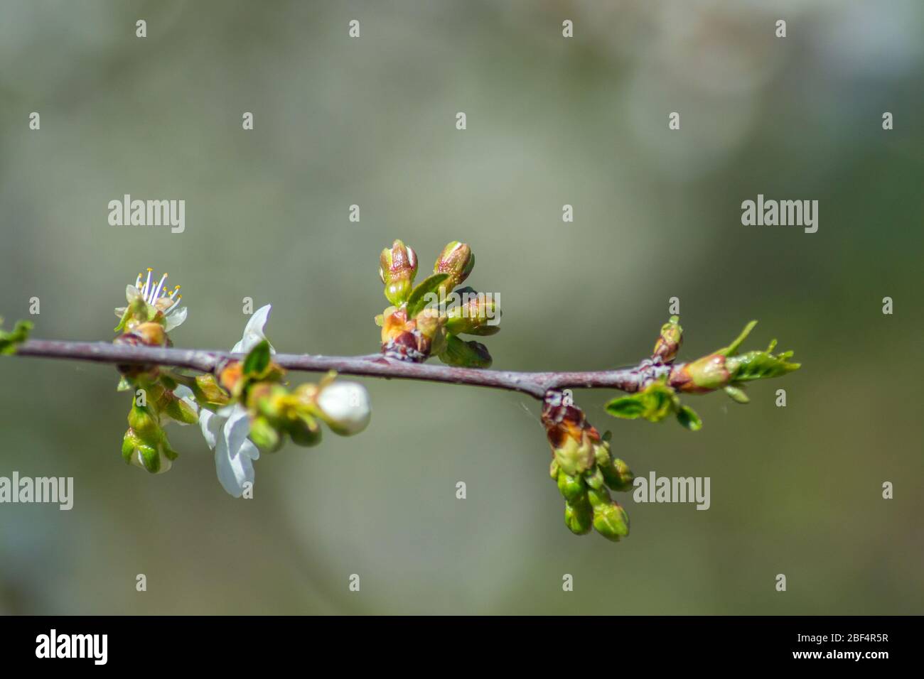 Tree's branch starting to bloom, small plant buds in early spring ...