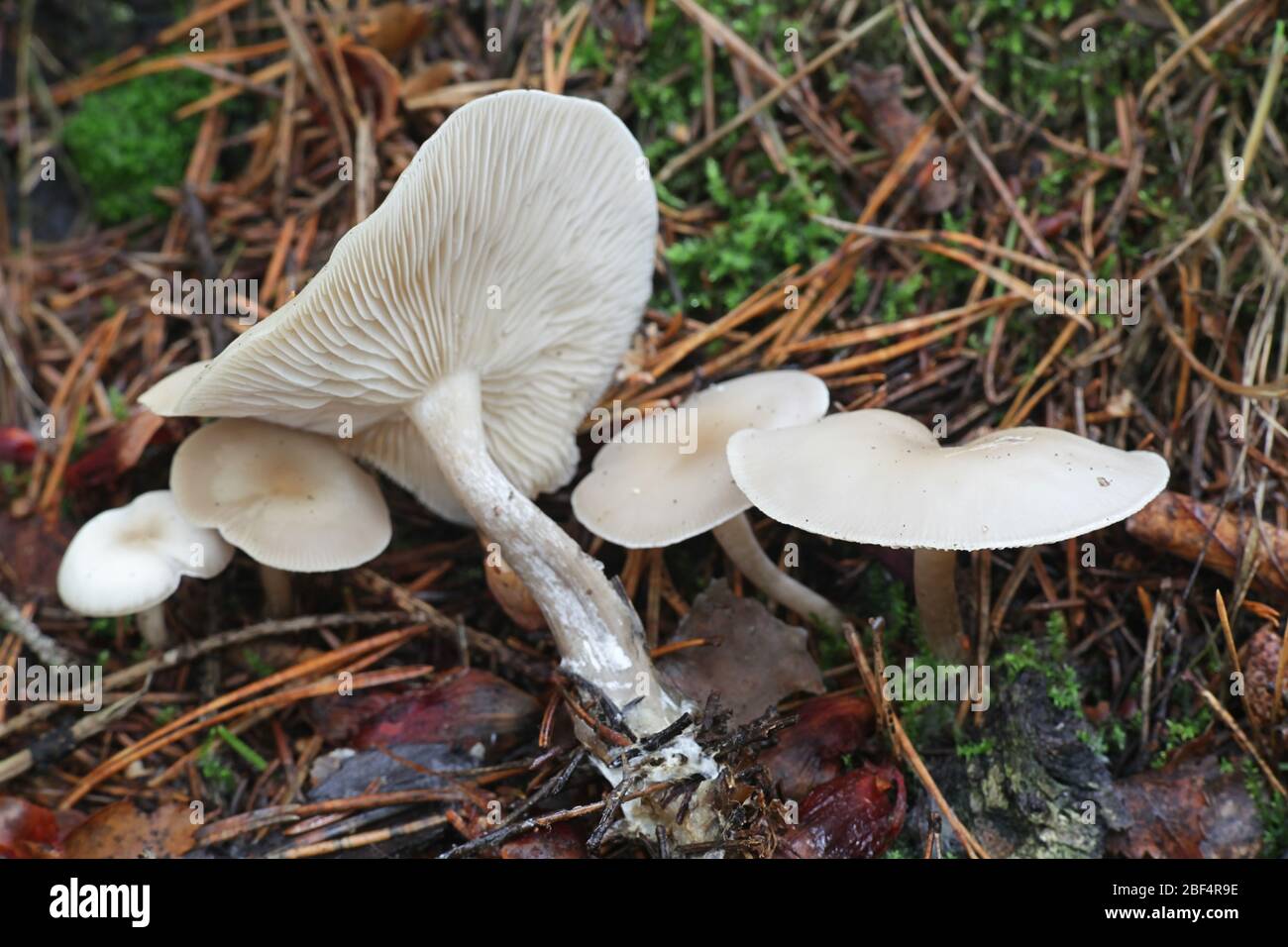 Clitocybe fragrans, known as Fragrant Funnel, wild mushroom from ...