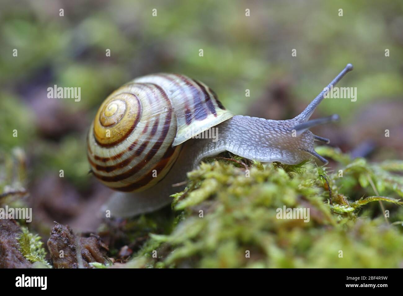 White garden snail hi-res stock photography and images - Alamy