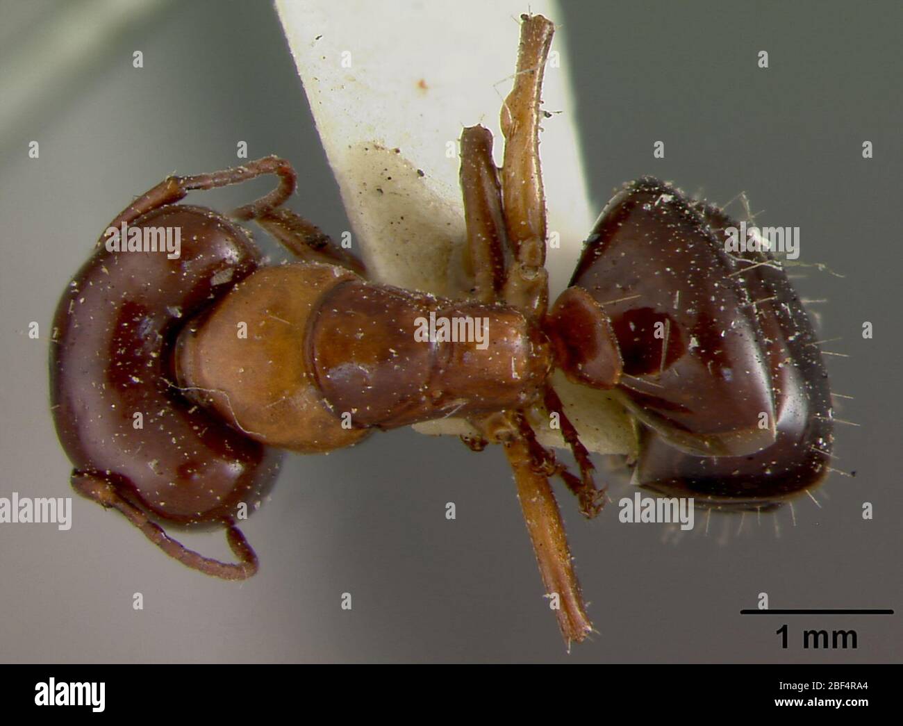 Camponotus hyatti. 28 Dec 20161 Stock Photo - Alamy