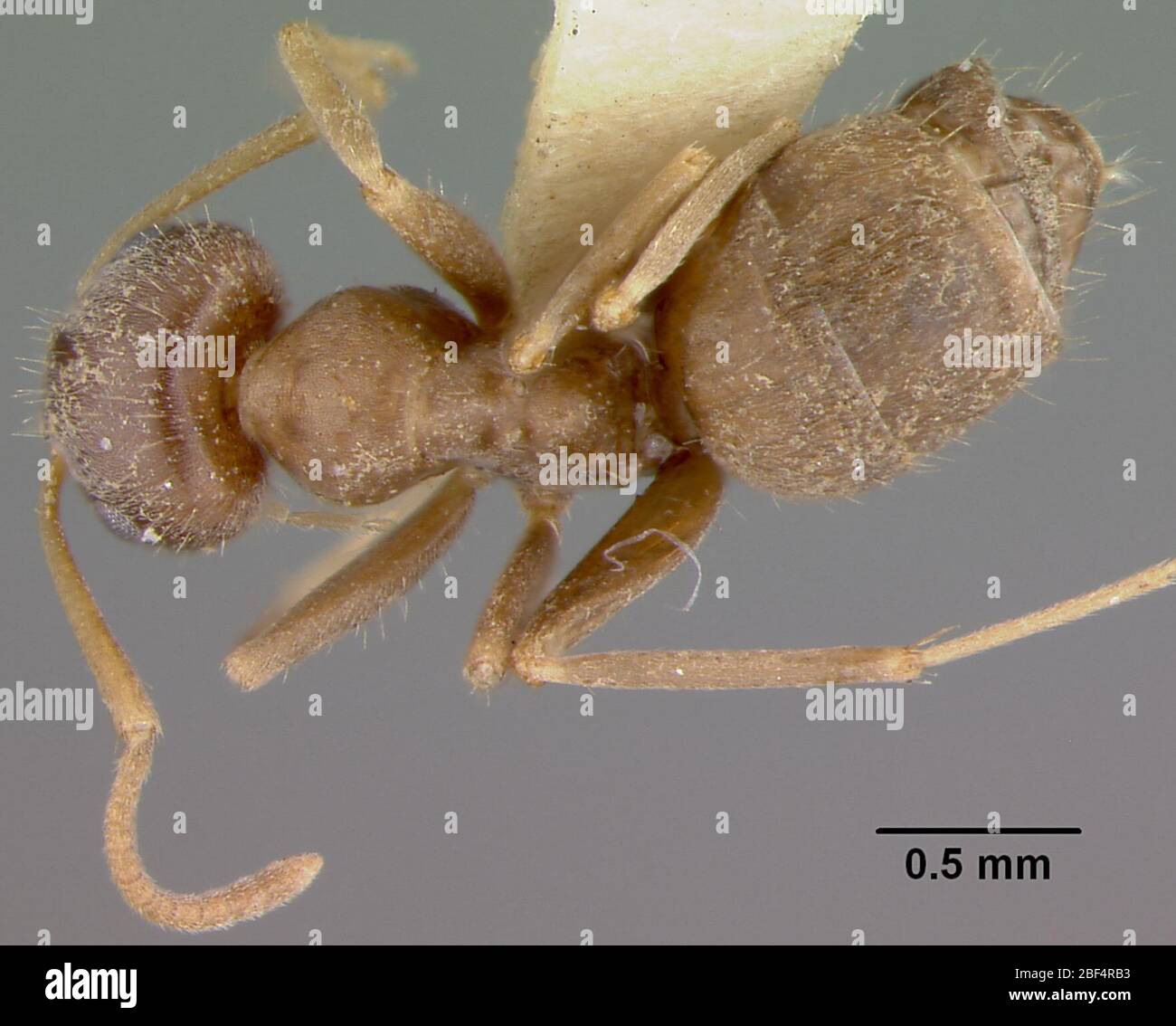 Alienus hi-res stock photography and images - Alamy