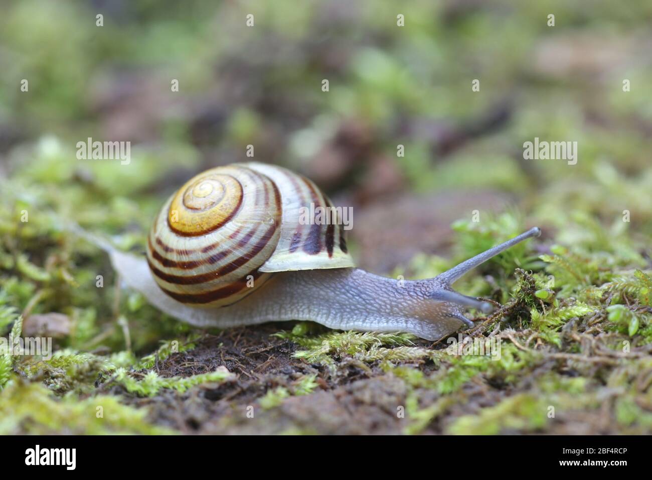 Banded Snail High Resolution Stock Photography and Images - Alamy