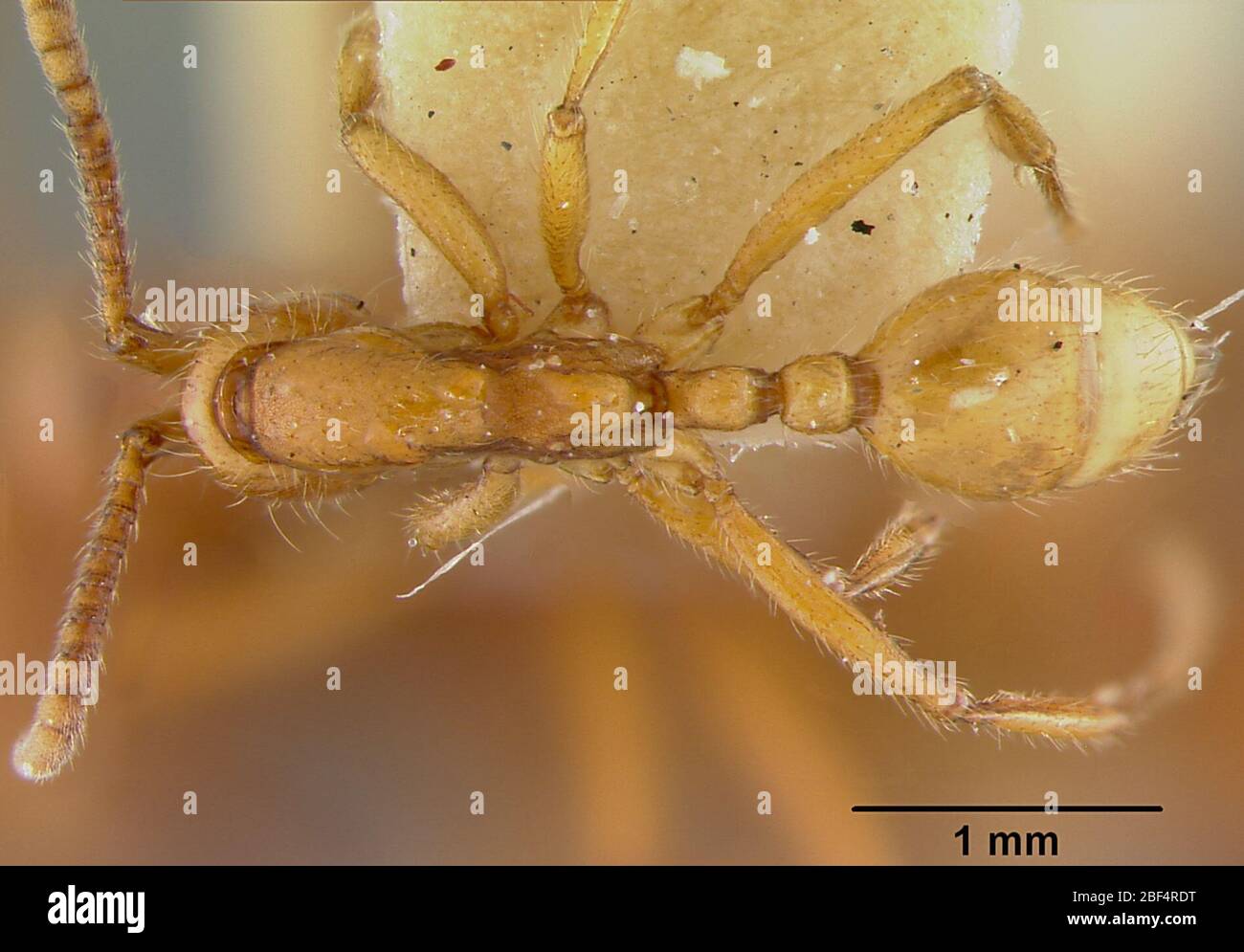 Impudens hi-res stock photography and images - Alamy