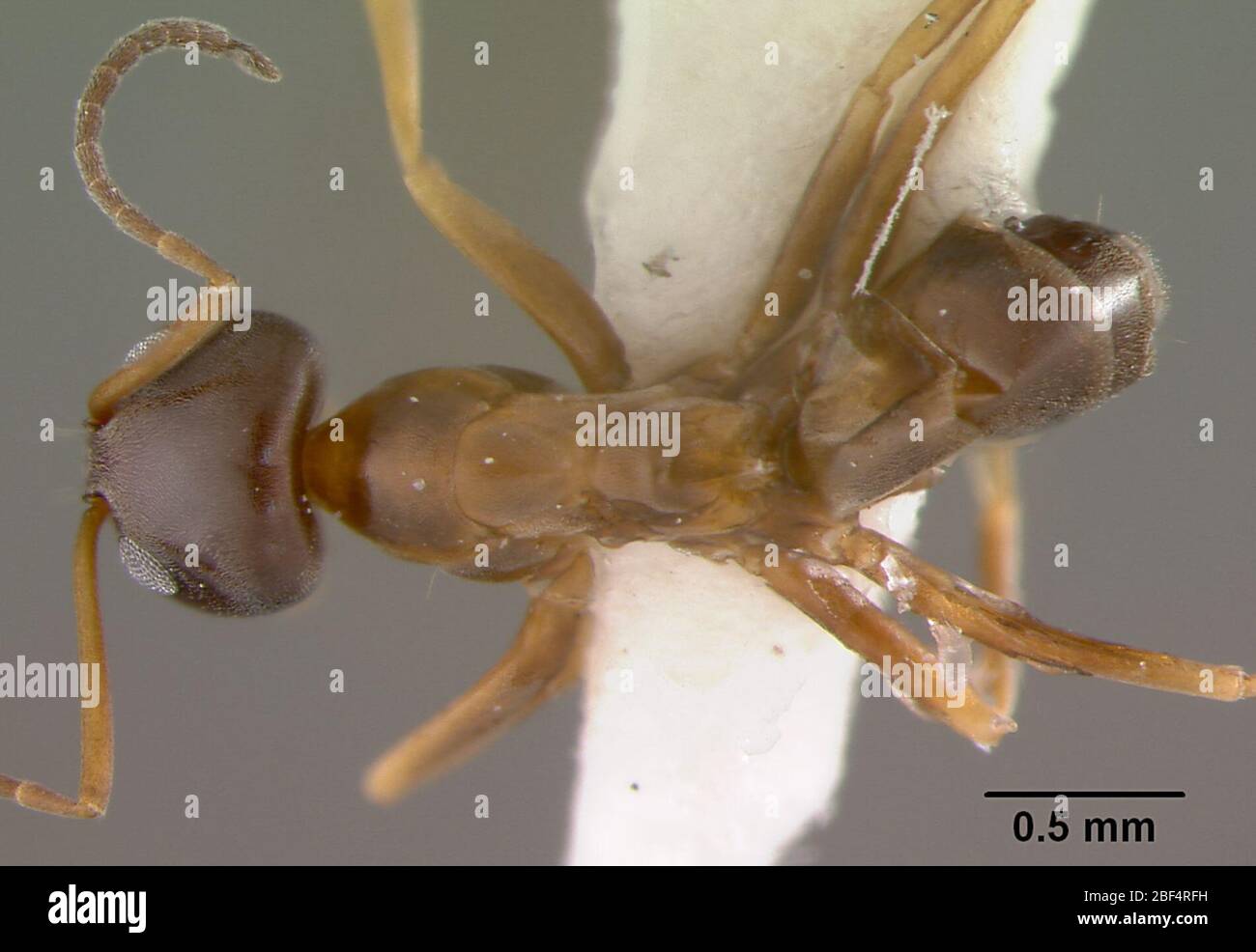 Insana hi-res stock photography and images - Alamy