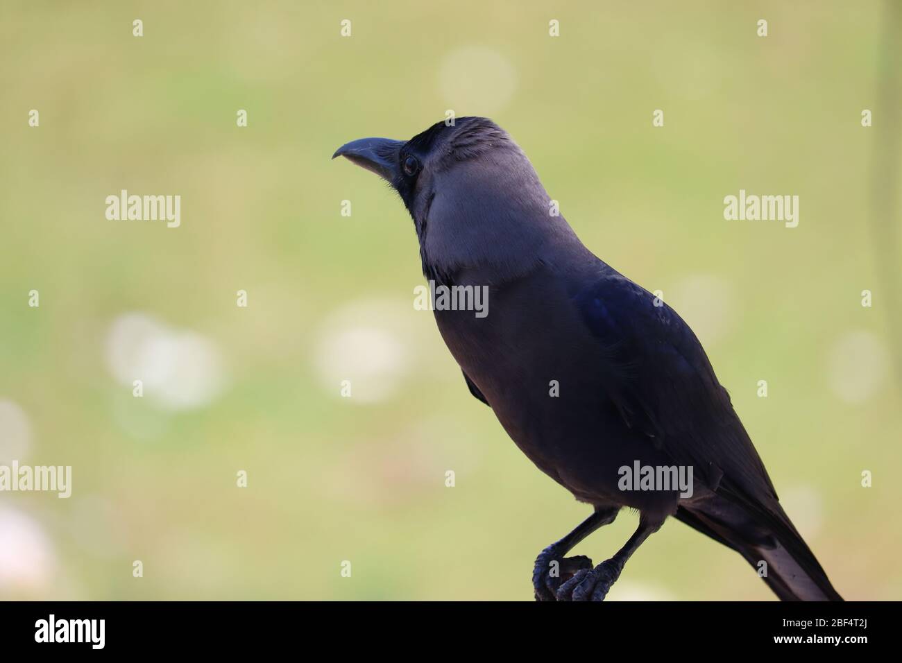 Himalayan crow hi-res stock photography and images - Alamy