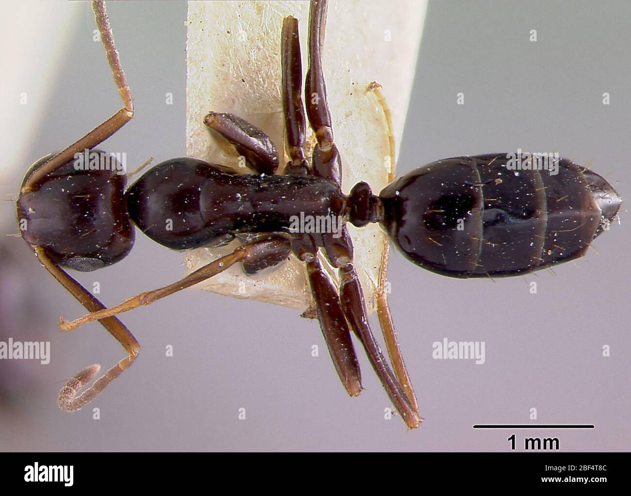 Colobopsis hi-res stock photography and images - Alamy