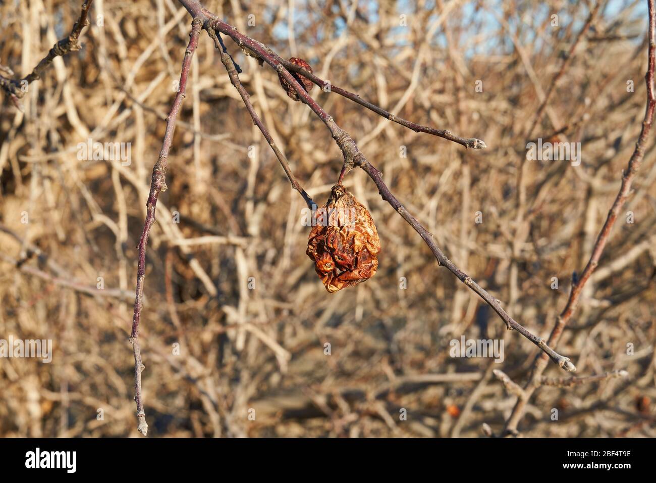 Rotten apple tree hi-res stock photography and images - Alamy