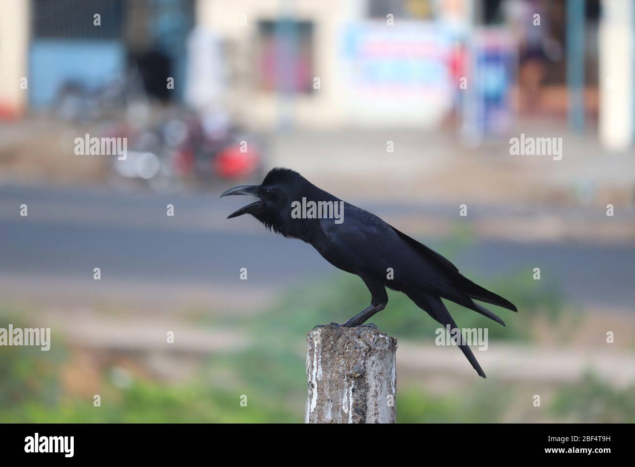 Female raven hi-res stock photography and images - Alamy