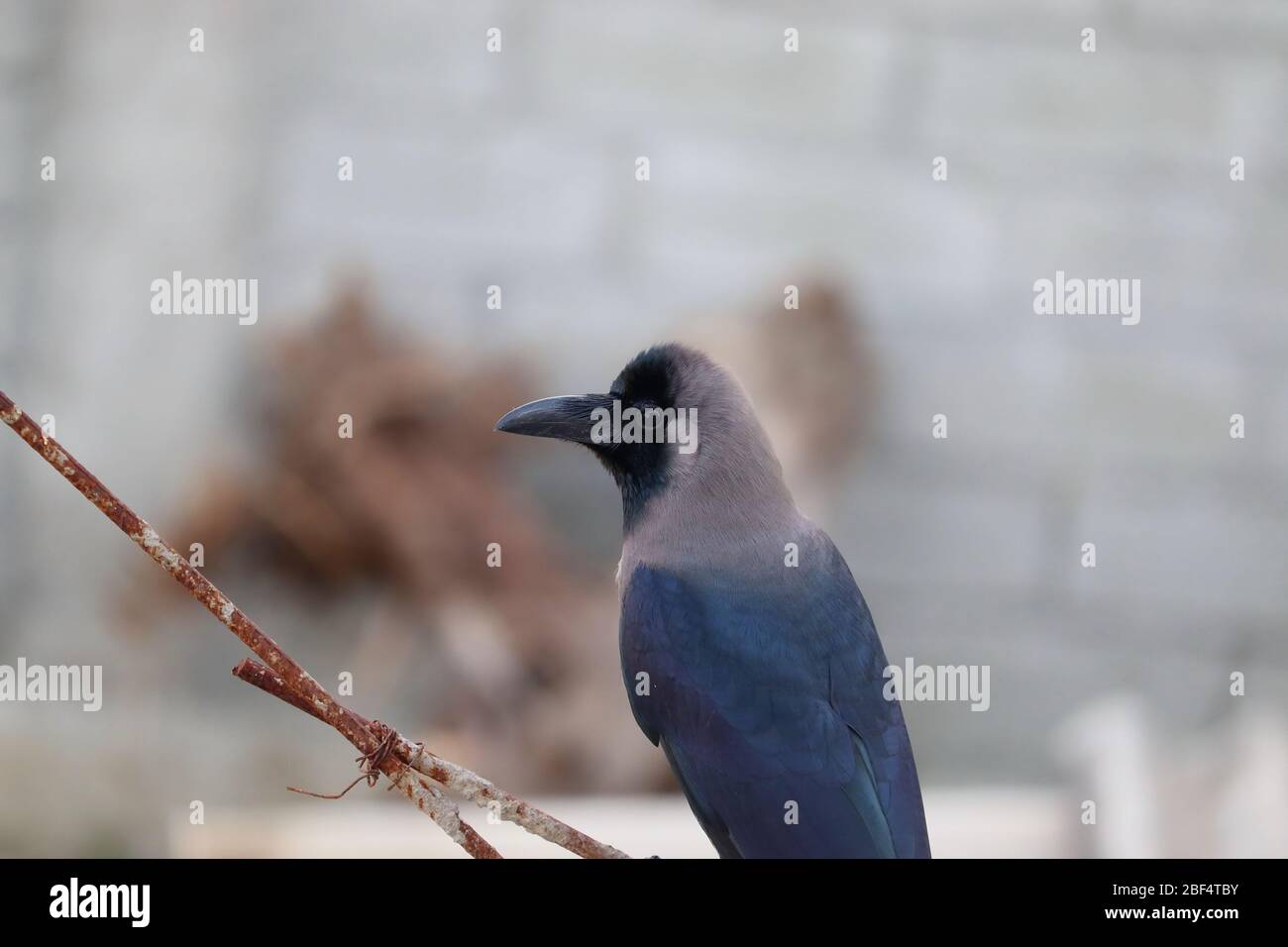 back view of a young house crow sitting close to camera Stock Photo - Alamy