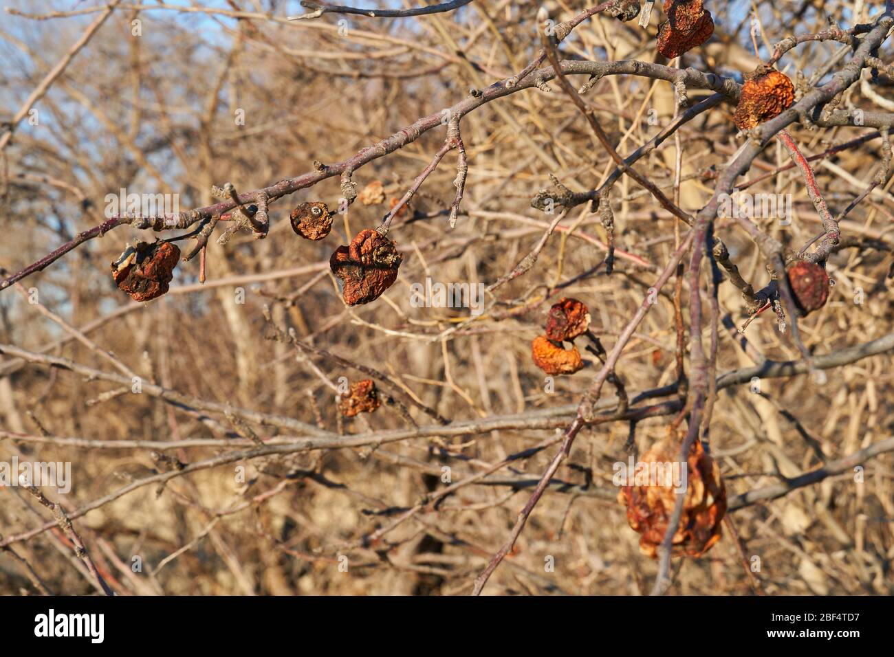 Rotten fruit hi-res stock photography and images - Alamy