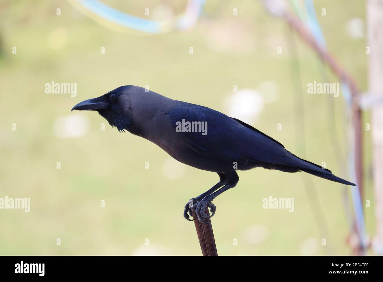 side view of a house crow bird sitting outdoor Stock Photo - Alamy