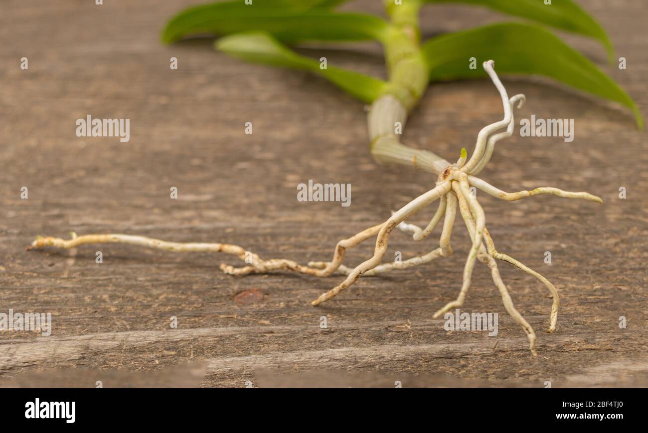 Dendrobium purple orchid thailand hi-res stock photography and images ...