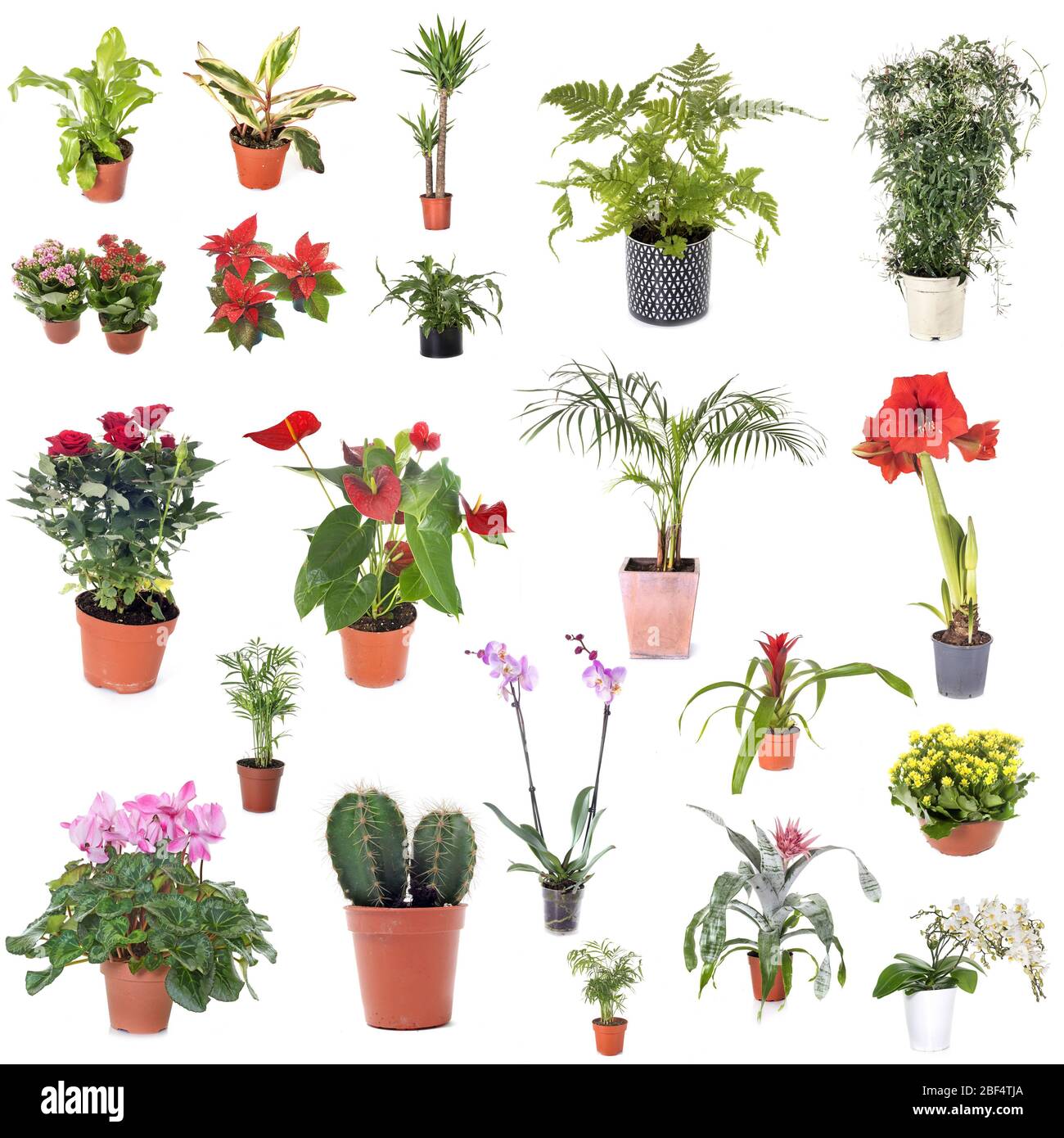 group of house plants in front of white background Stock Photo - Alamy