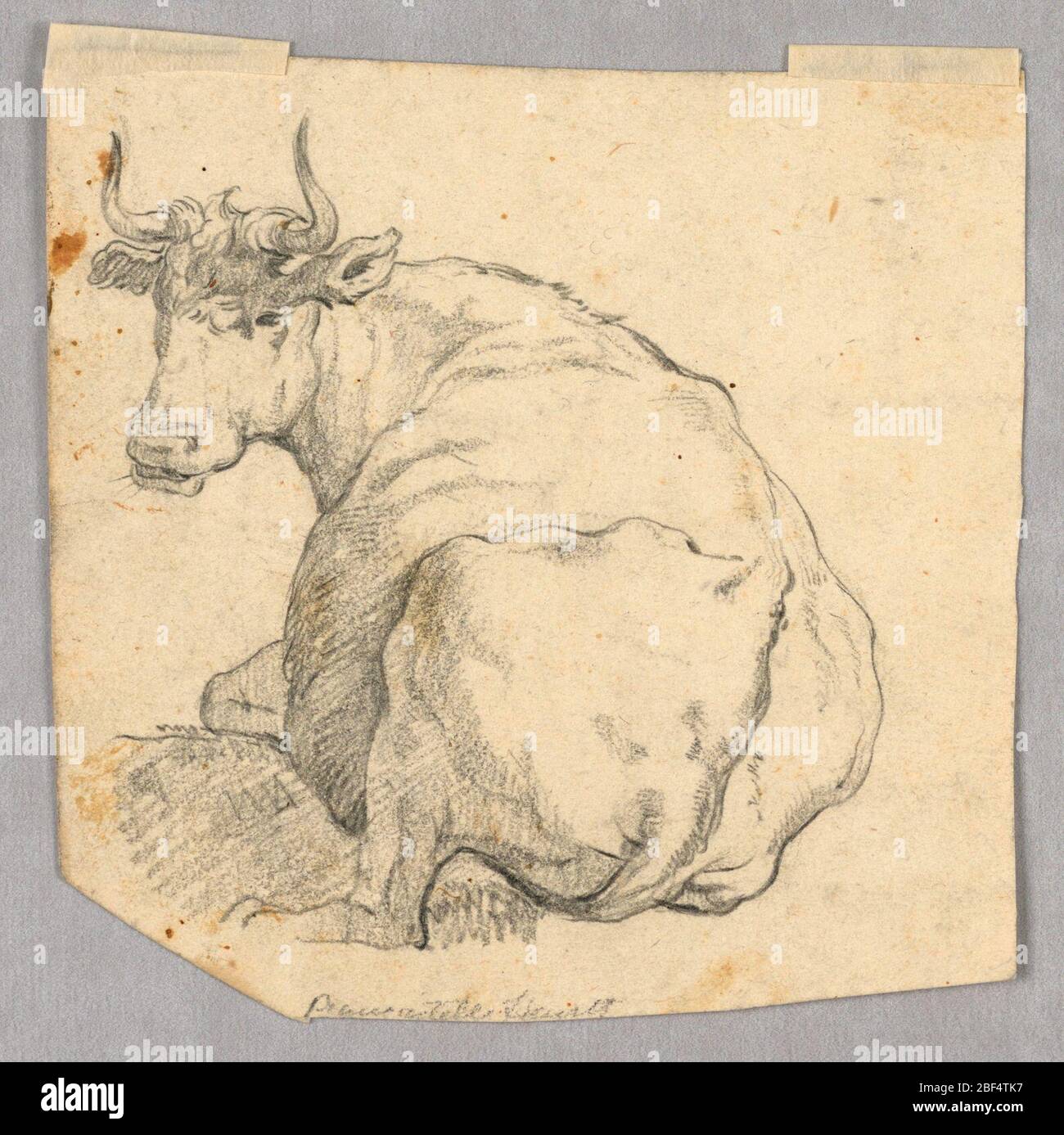 Study of a cow hi-res stock photography and images - Alamy