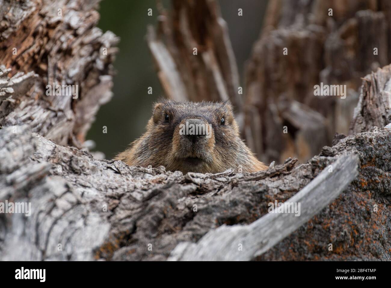Marmot peering hi-res stock photography and images - Alamy