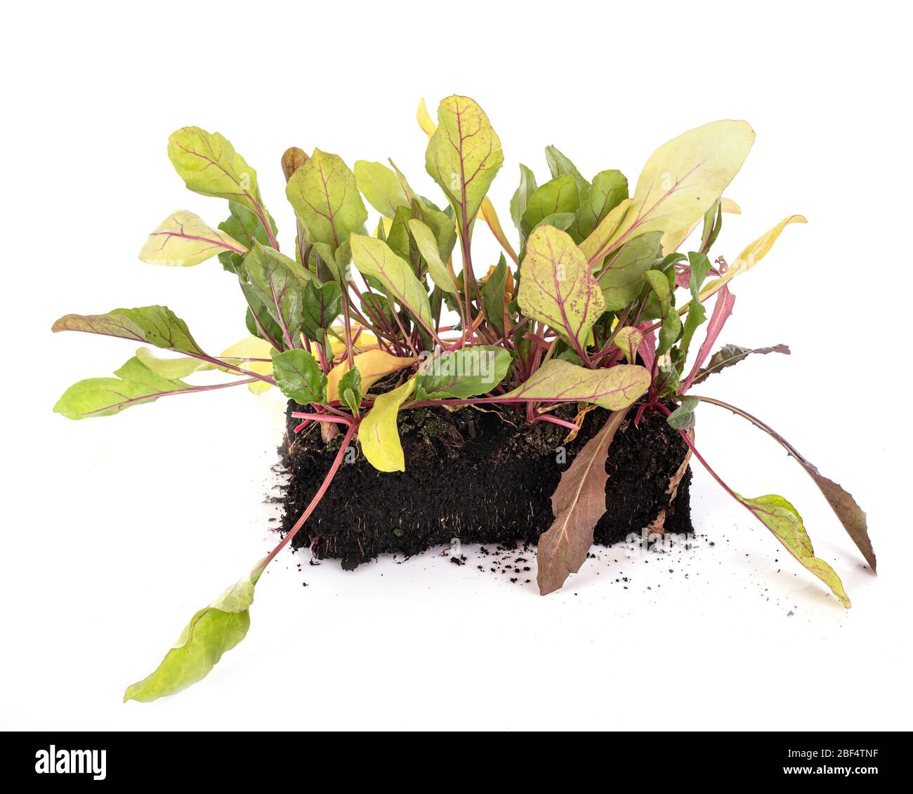 Beetroot Seedling High Resolution Stock Photography and Images - Alamy