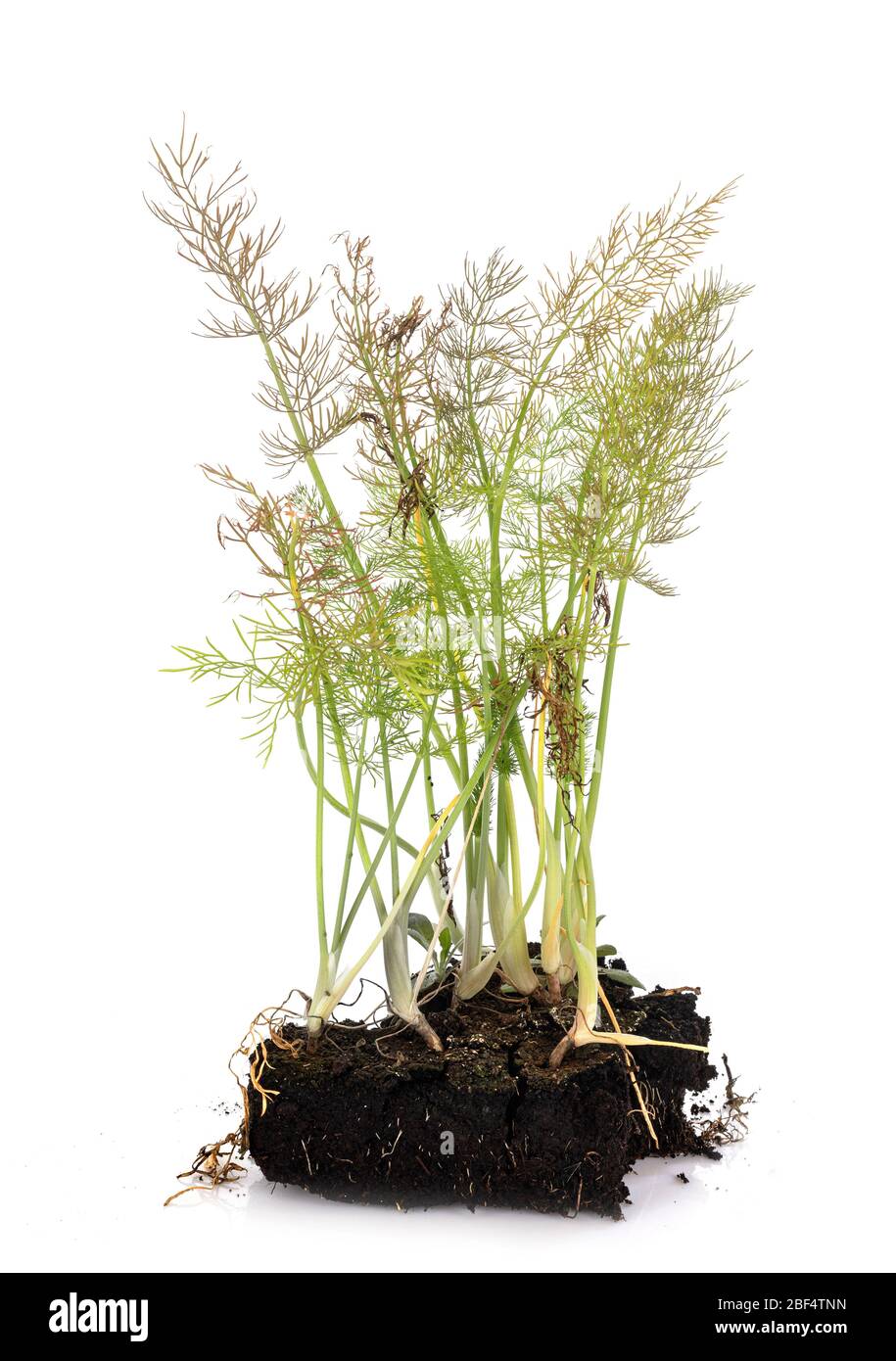 fennel seedling in front of white background Stock Photo - Alamy