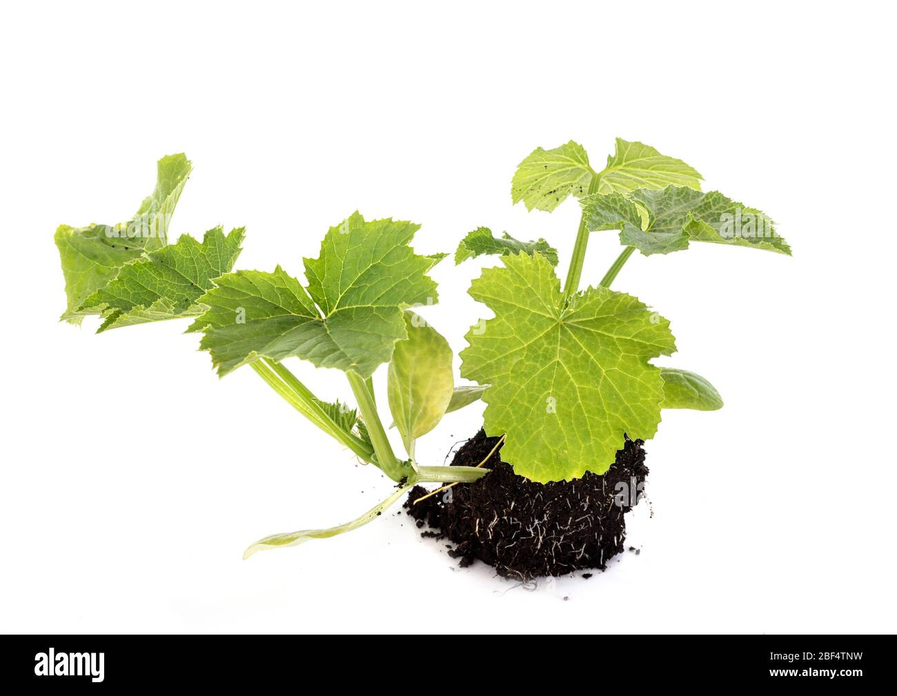 zucchini seedling in front of white background Stock Photo - Alamy