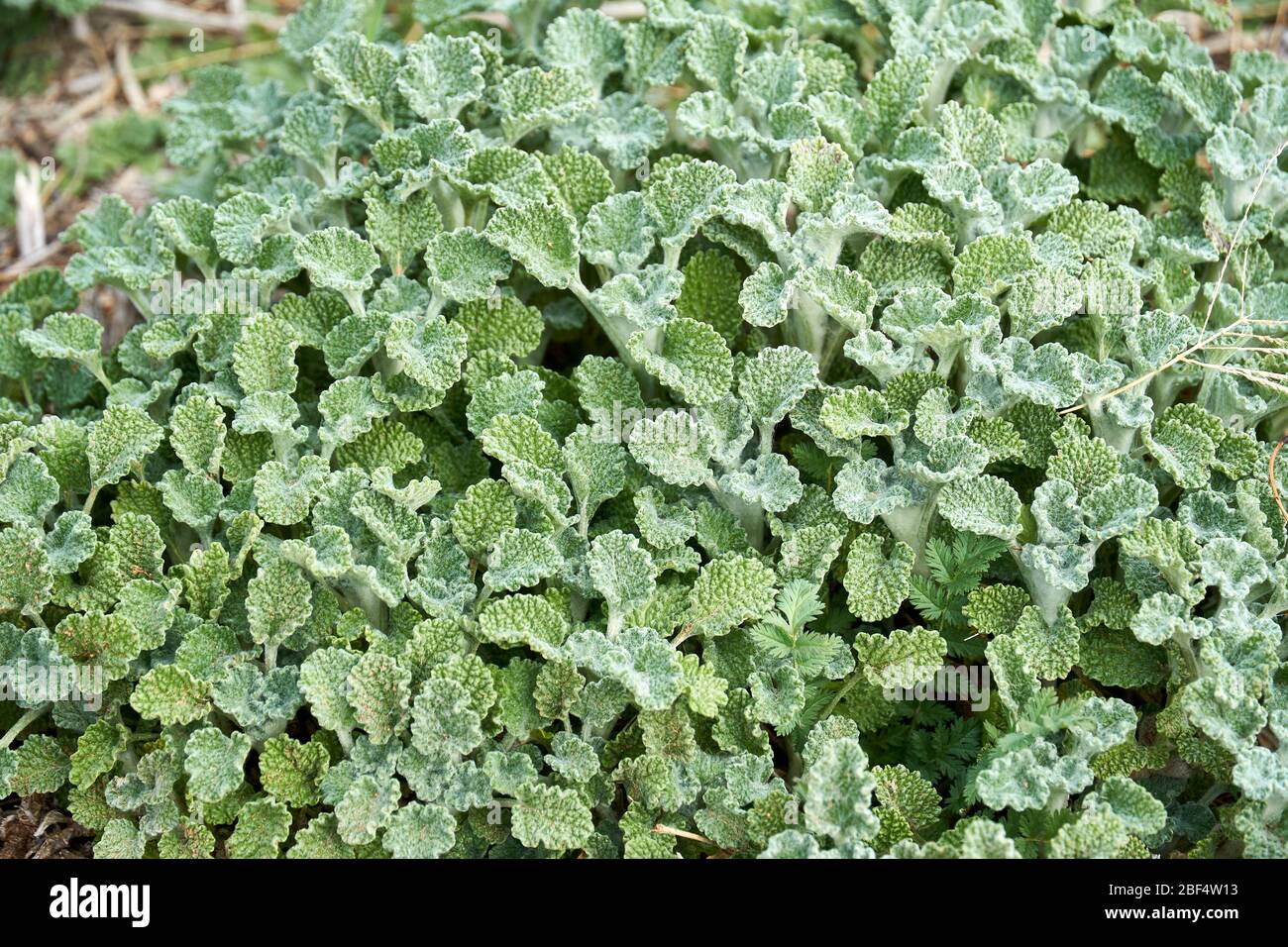 Common horehound tea marrubium vulgare hi-res stock photography and ...