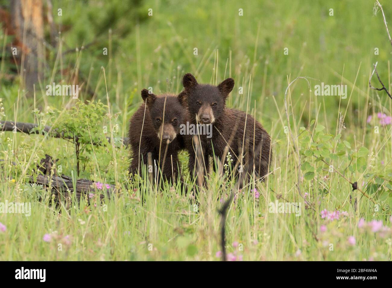 Cinnamon bear hi-res stock photography and images - Alamy