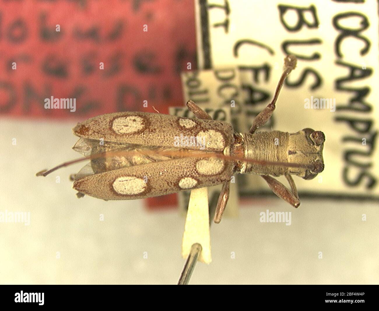 Olenecamptus bilobus hi-res stock photography and images - Alamy