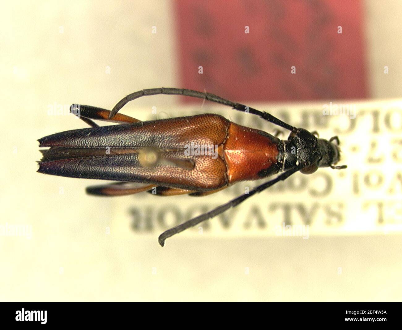 Pseudotypocerus nitidicollis. 27 Sep 20131 Stock Photo - Alamy
