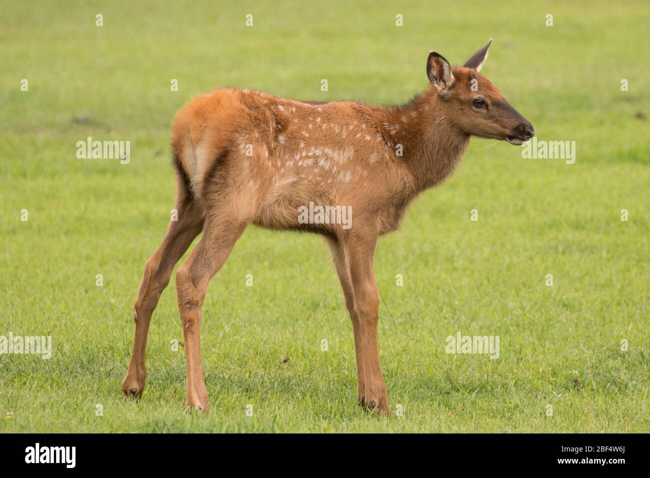 Baby elk hi-res stock photography and images - Alamy
