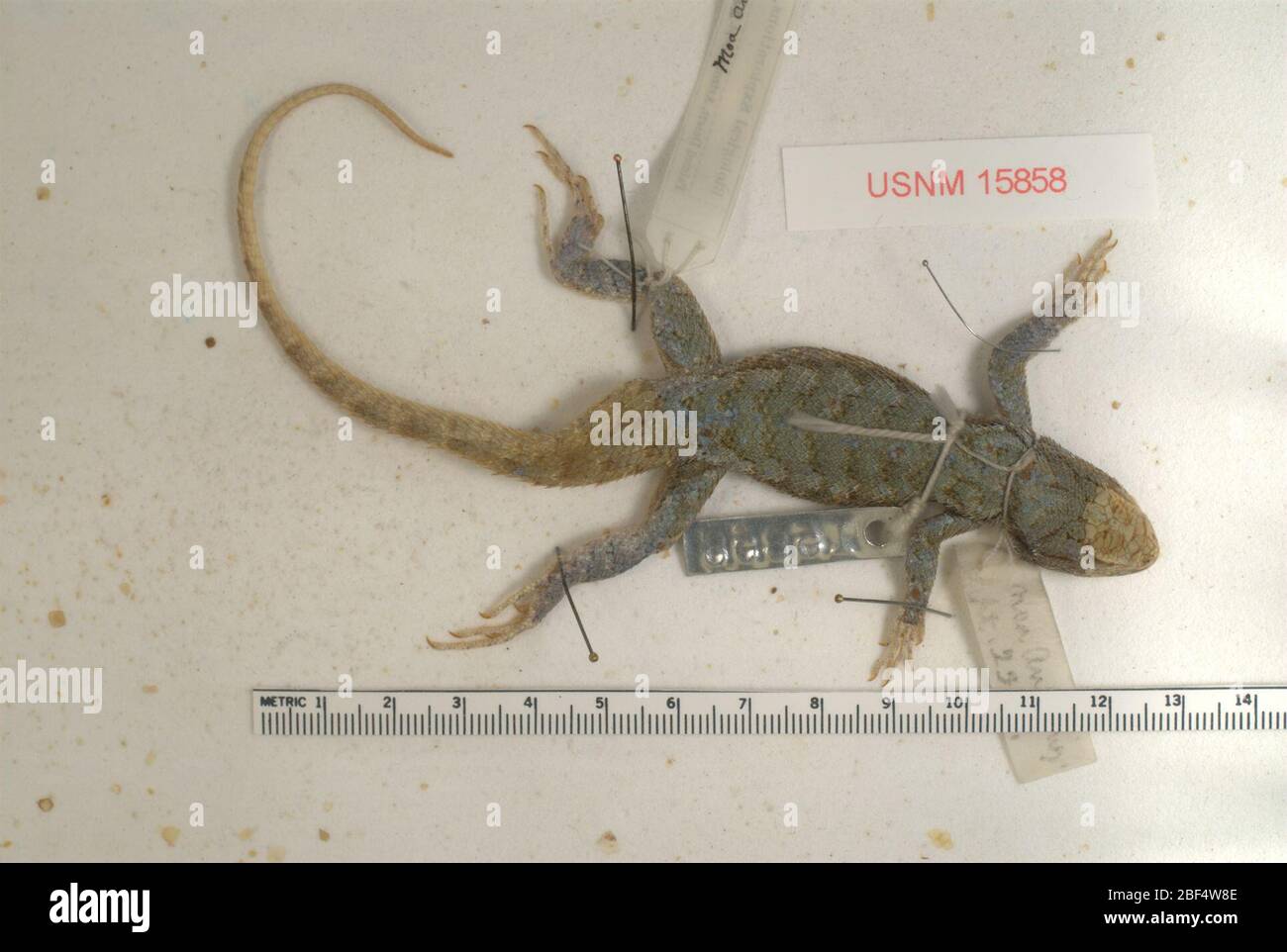 Sceloporus undulatus elongatus hi-res stock photography and images - Alamy
