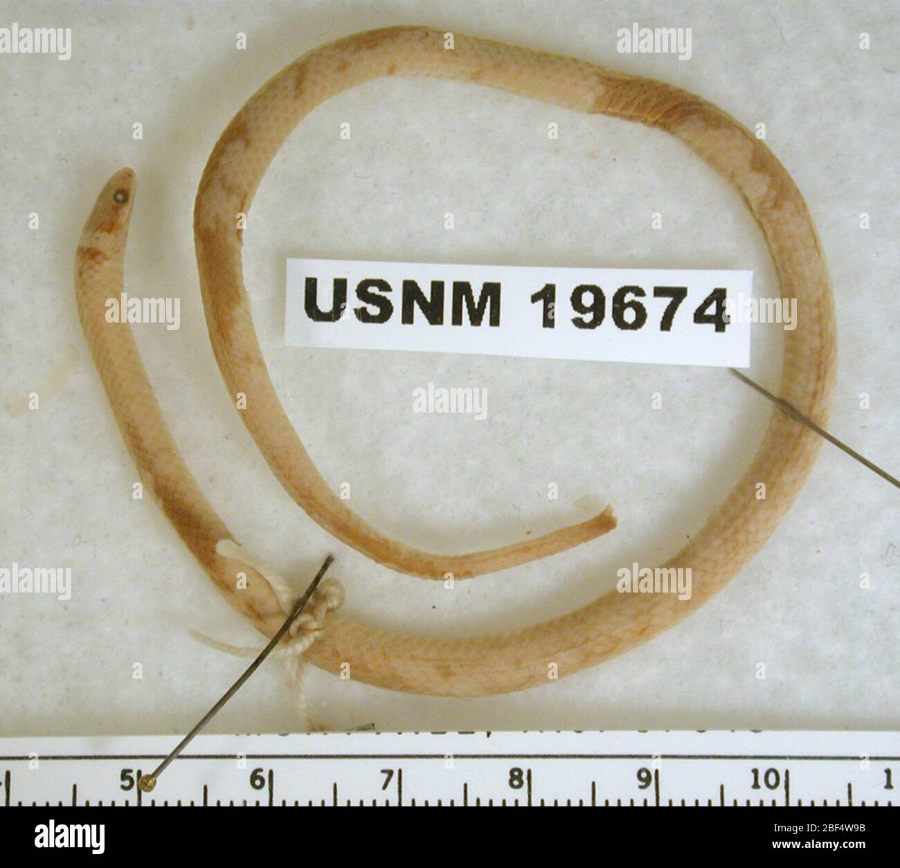 Tantilla snake hi-res stock photography and images - Alamy