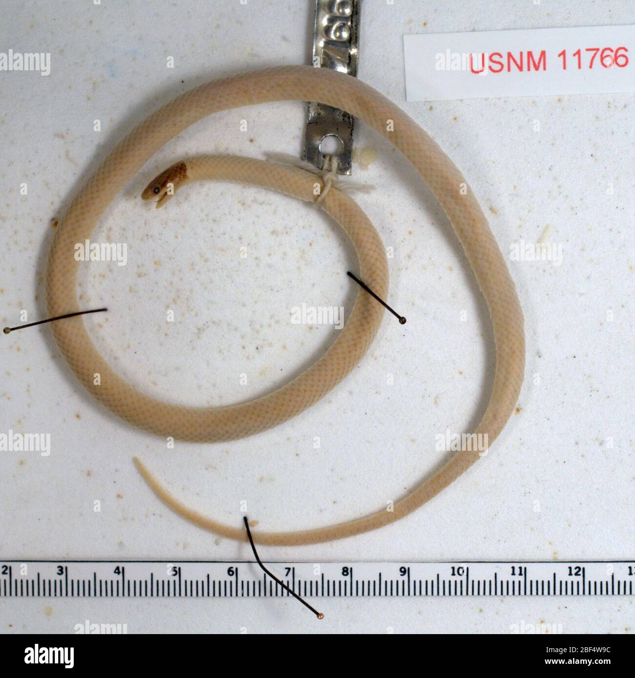 Tantilla snake hi-res stock photography and images - Alamy