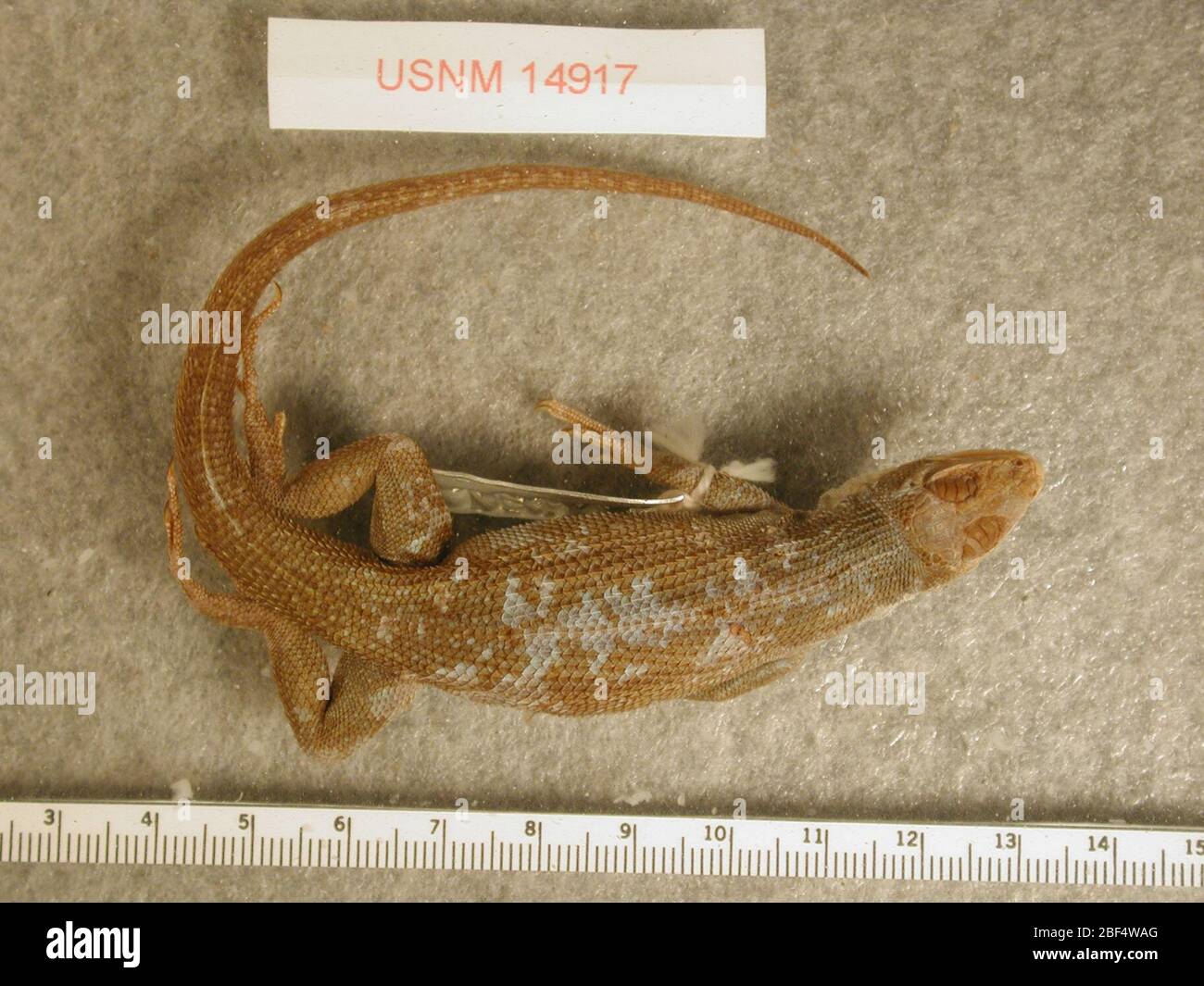 Microlophus albemarlensis. 1 Oct 20181 Stock Photo - Alamy