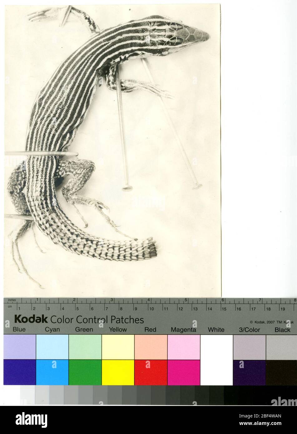 Lineolata hi-res stock photography and images - Alamy