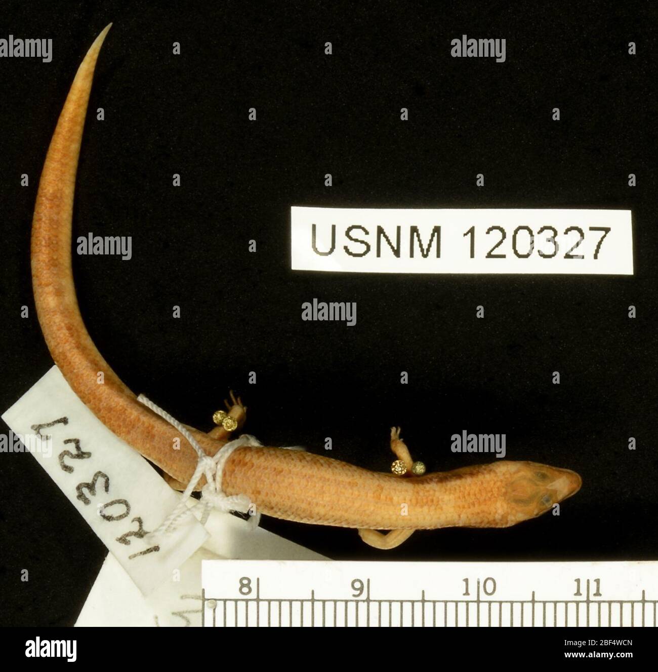 Taylori hi-res stock photography and images - Alamy